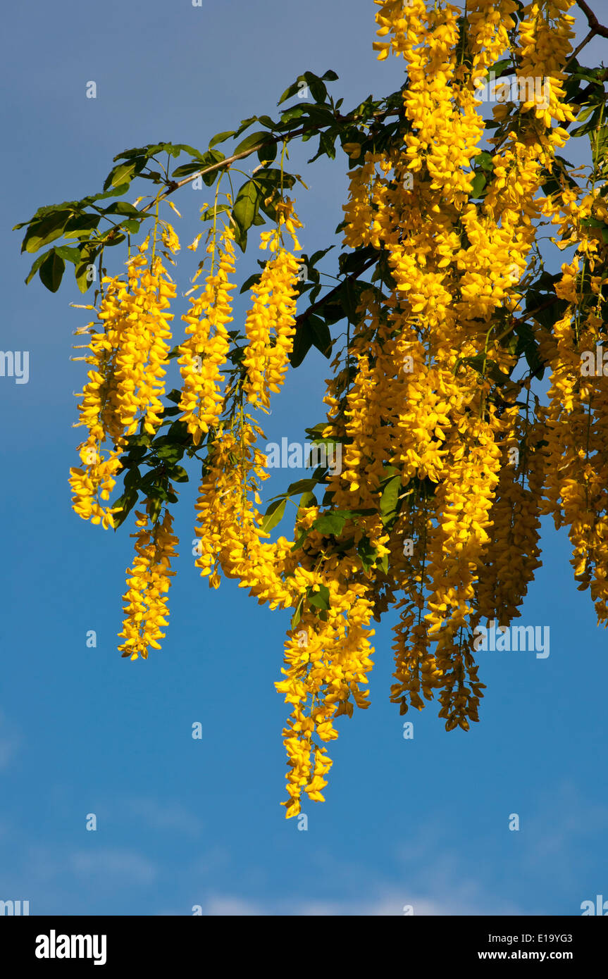 Laburnum tree hi-res stock photography and images - Alamy