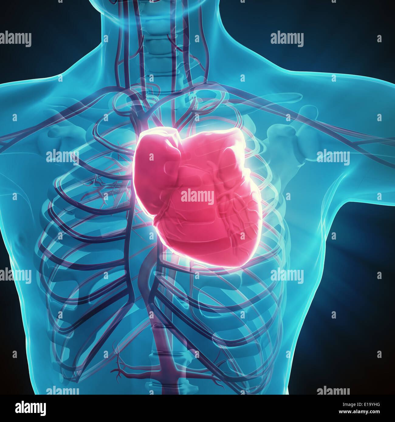 Human circulatory system - medical illustration Stock Photo - Alamy
