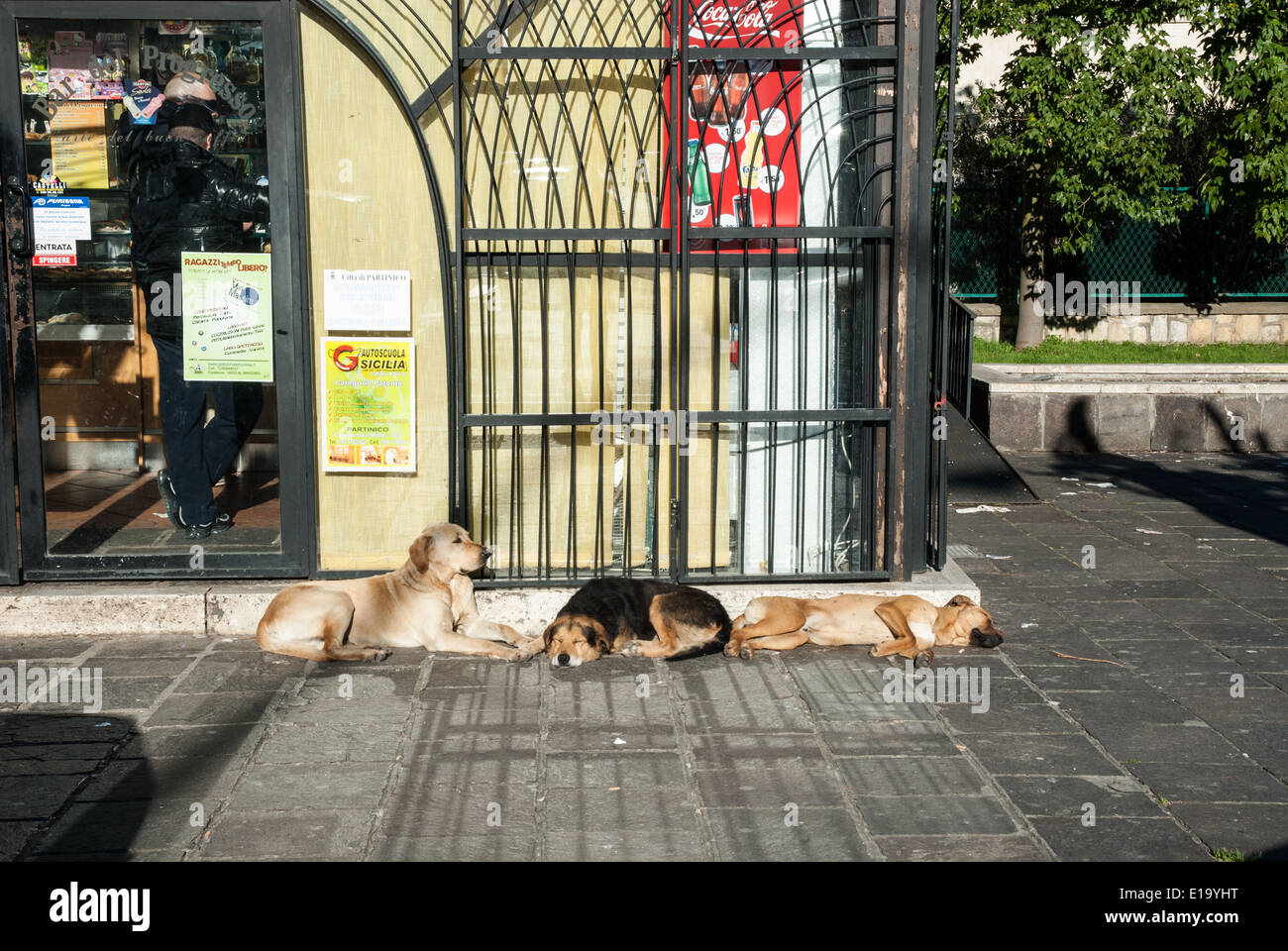 bar with dogs Stock Photo - Alamy