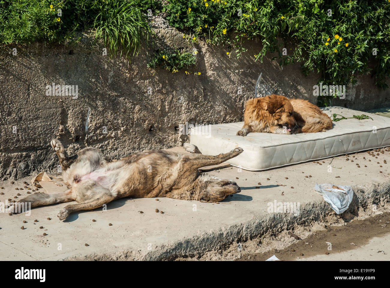 Abandoned dogs hi-res stock photography and images - Alamy