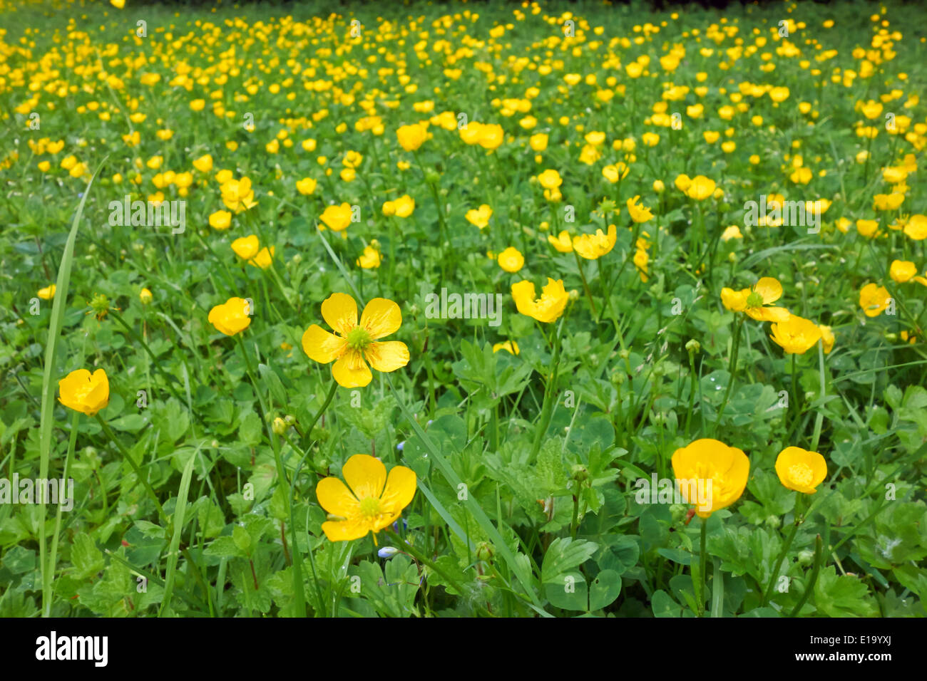 Field of yellow flowers of creeping buttercup wild flower Milton ...