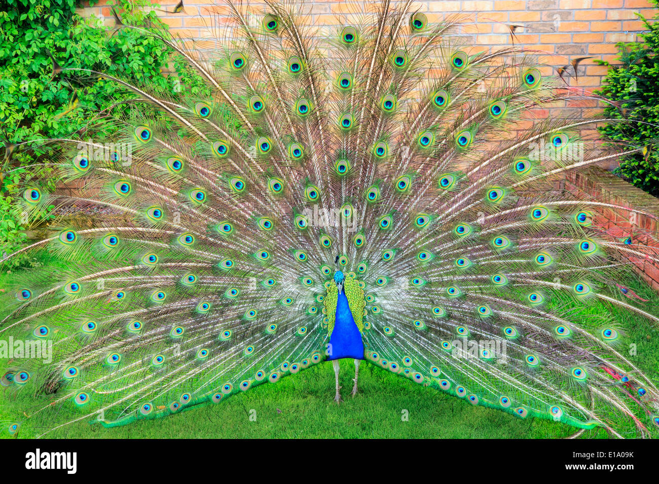 Male indian peacock hi-res stock photography and images - Alamy