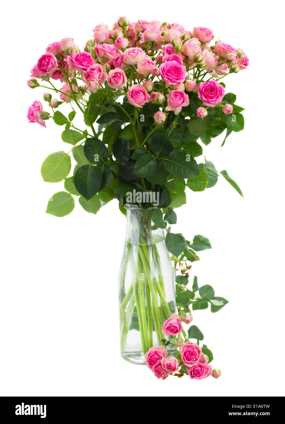 posy fresh pink roses Stock Photo - Alamy