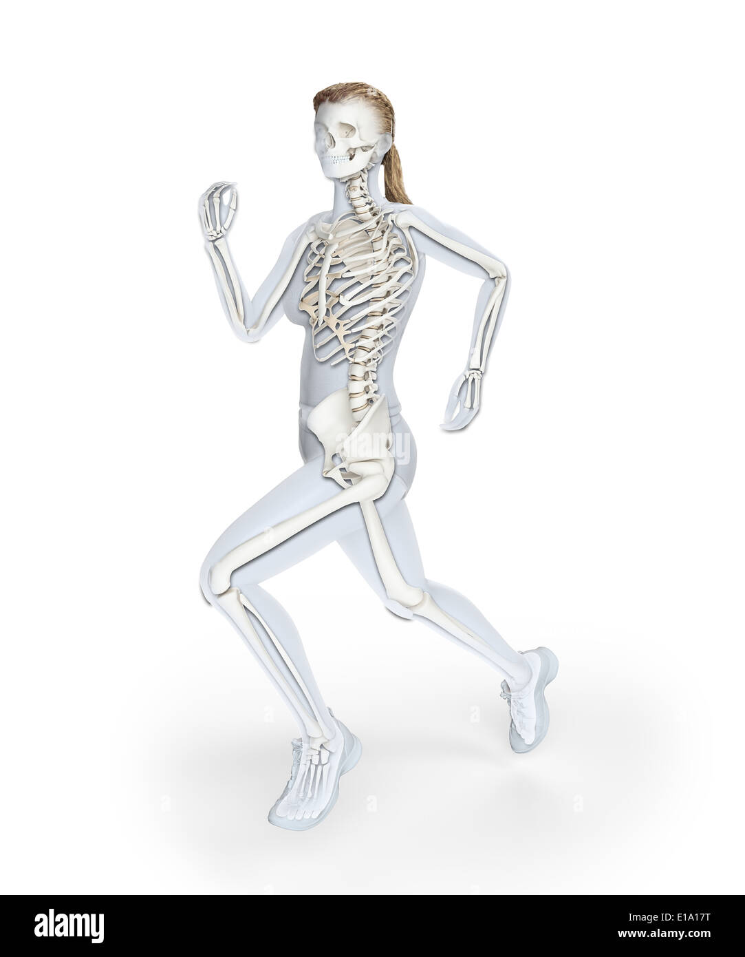 3d rendering female figure muscle hi-res stock photography and images ...