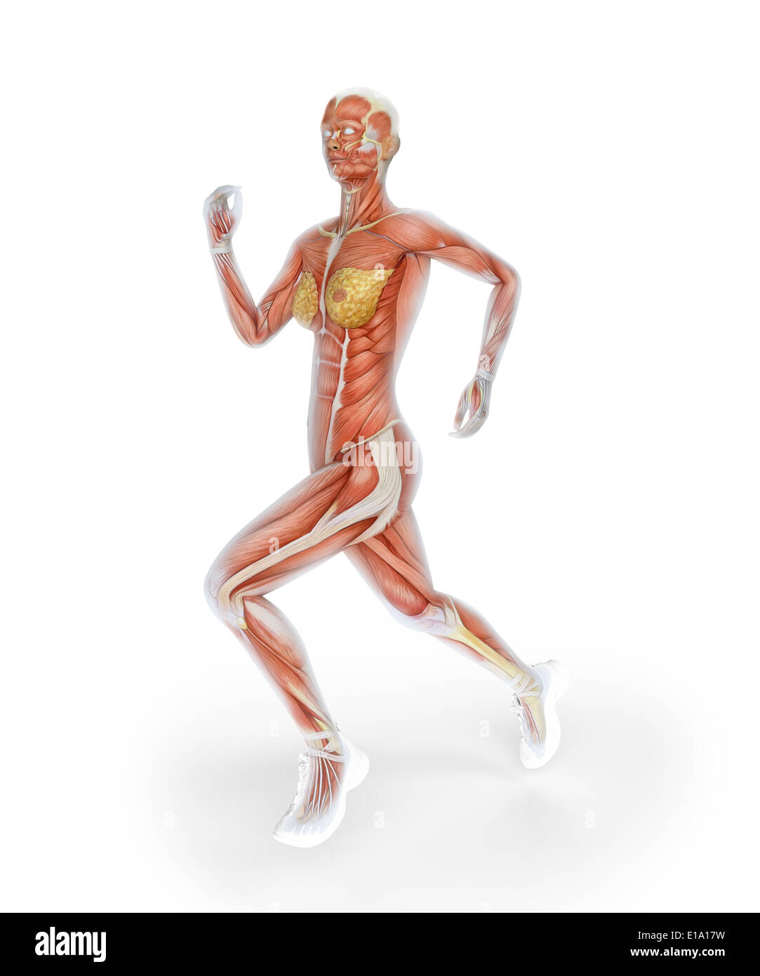 Female runner anatomy - sports medicine illustration Stock Photo - Alamy