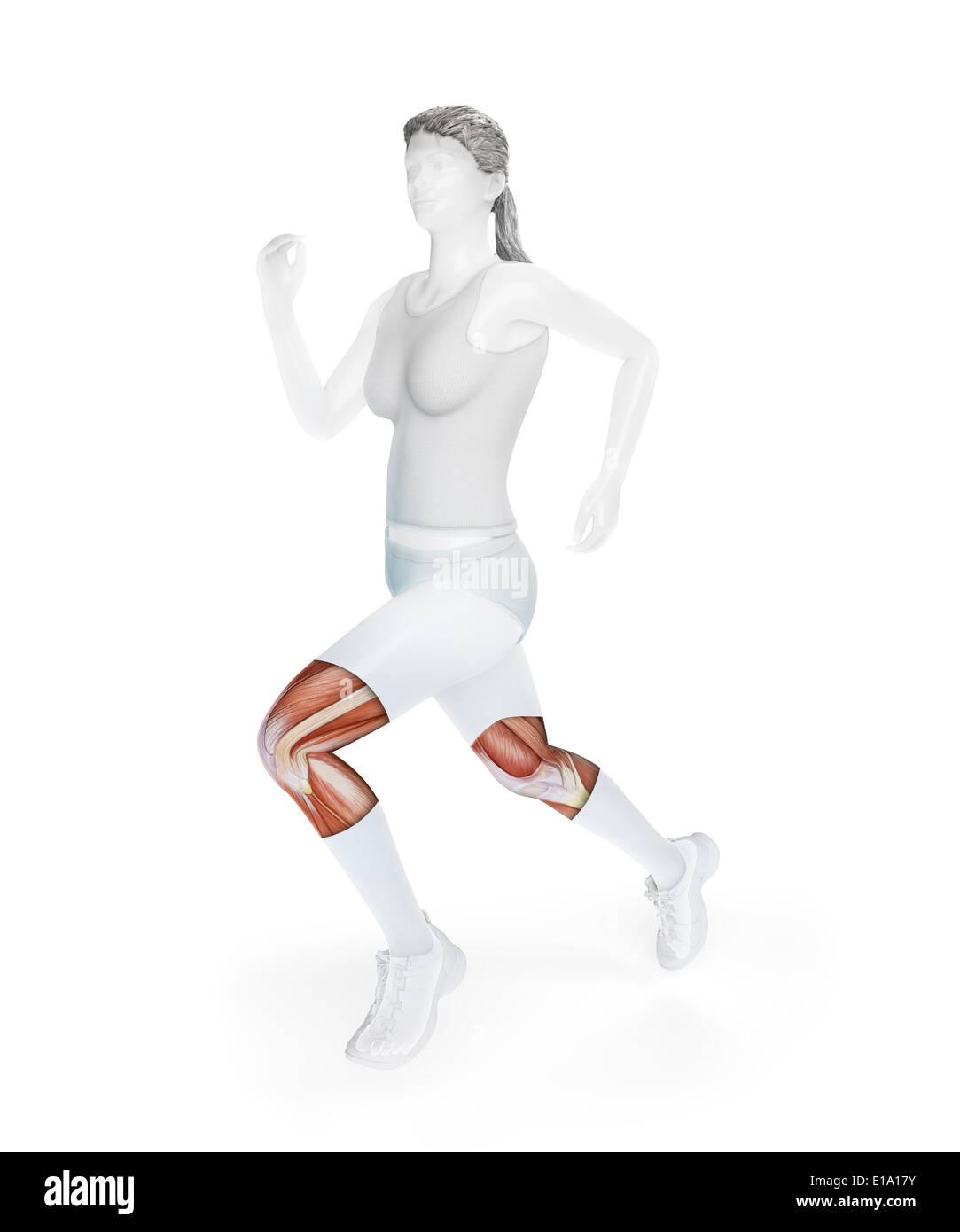 Female runner anatomy - sports medicine illustration Stock Photo - Alamy
