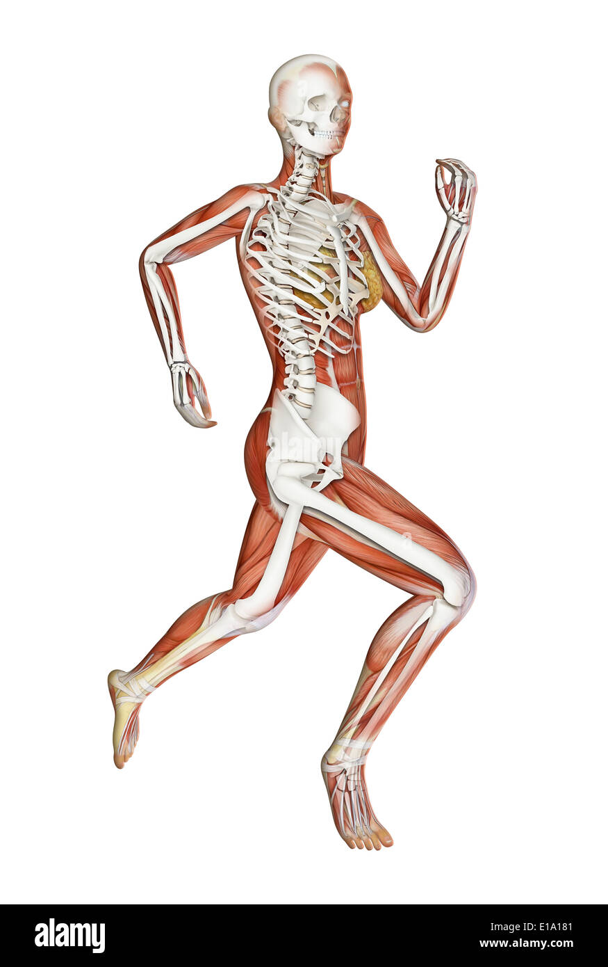 Female runner anatomy - sports medicine illustration Stock Photo - Alamy