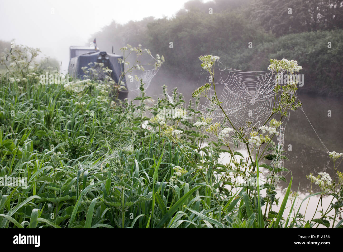 Misty morning on a canal towpath. Oxfordshire, England Stock Photo - Alamy