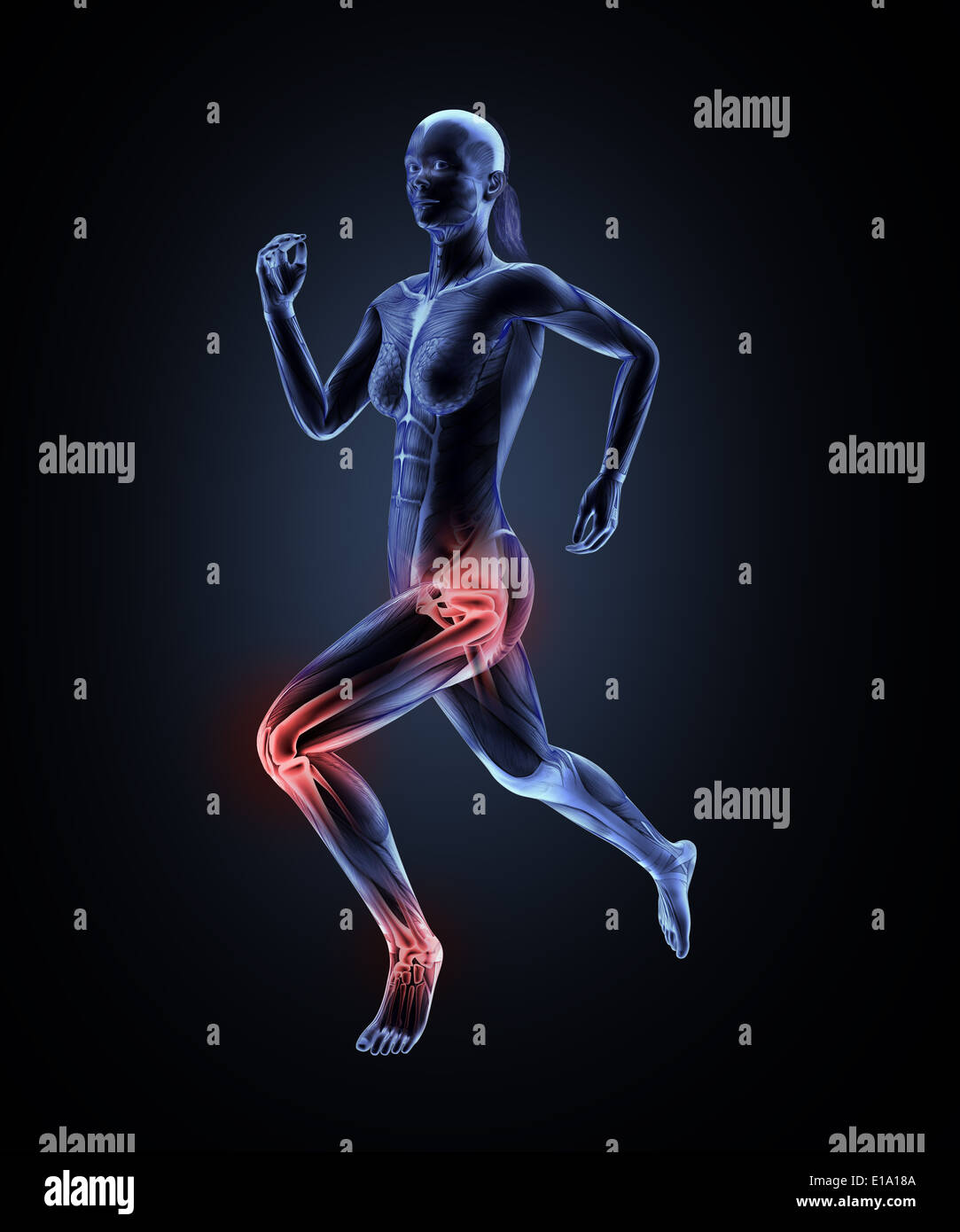Female runner anatomy - sports medicine illustration Stock Photo - Alamy