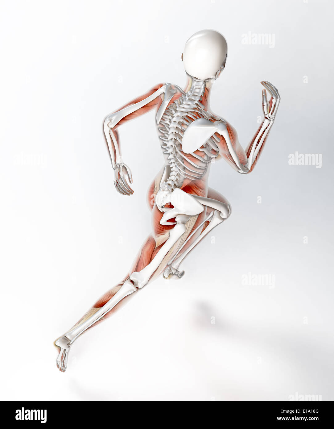 Female runner anatomy - sports medicine illustration Stock Photo - Alamy