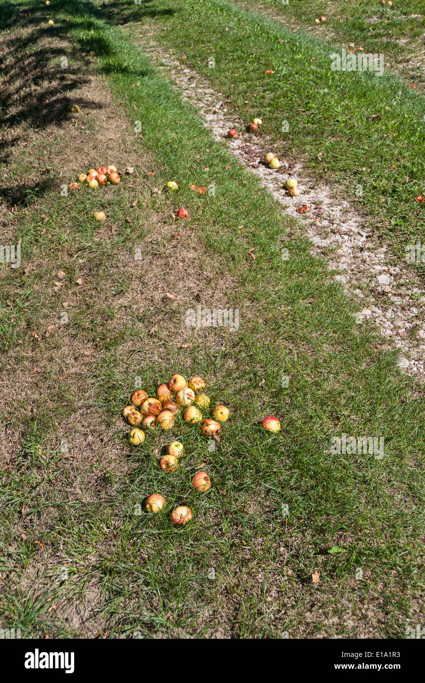 Windfallen fruit hi-res stock photography and images - Alamy