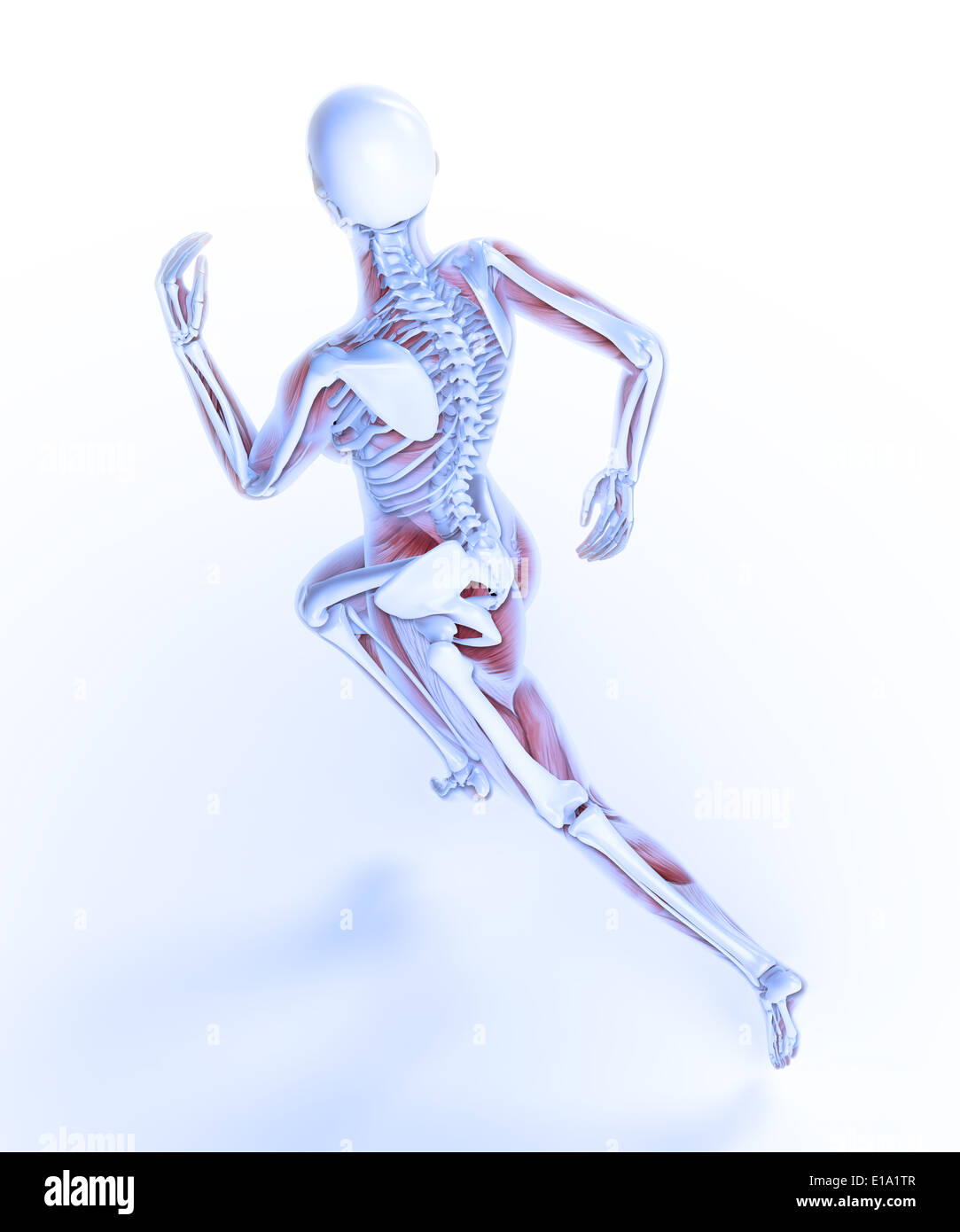 Runner anatomy hi-res stock photography and images - Alamy