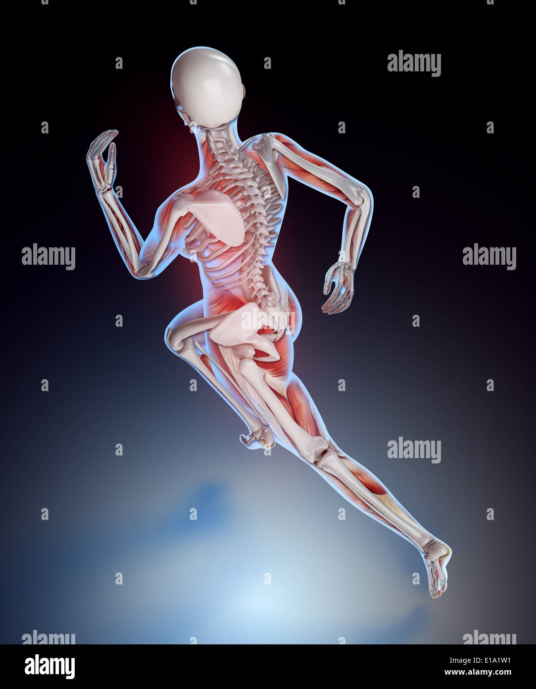 Female runner anatomy - sports medicine illustration Stock Photo - Alamy