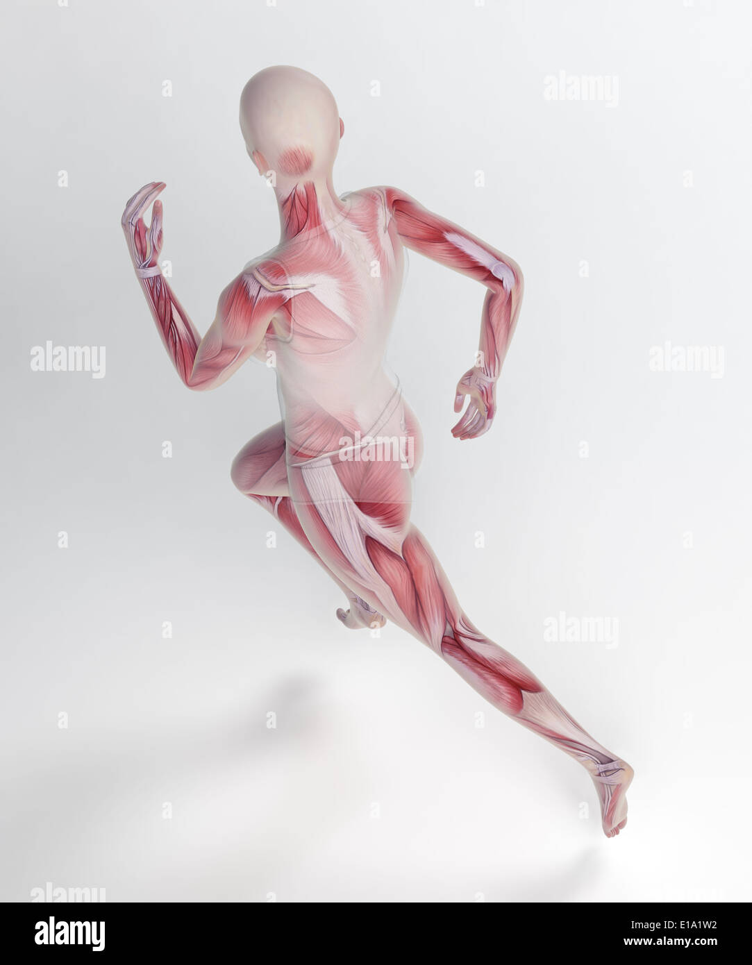 Female runner anatomy - sports medicine illustration Stock Photo - Alamy