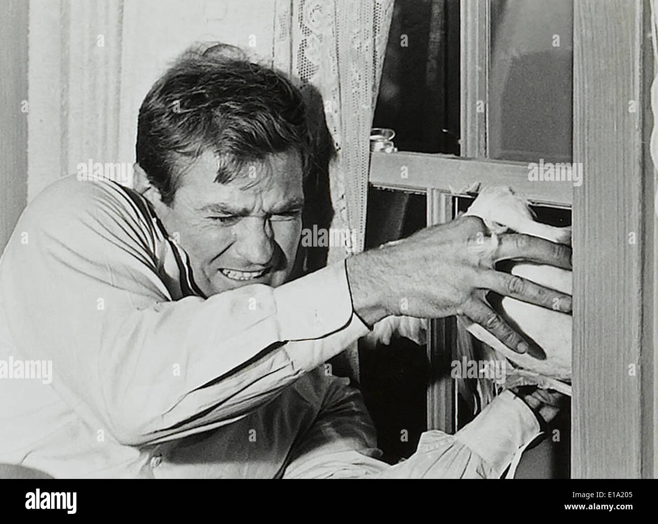 The birds - Rod Taylor, Director : Alfred Hitchcock Stock Photo - Alamy