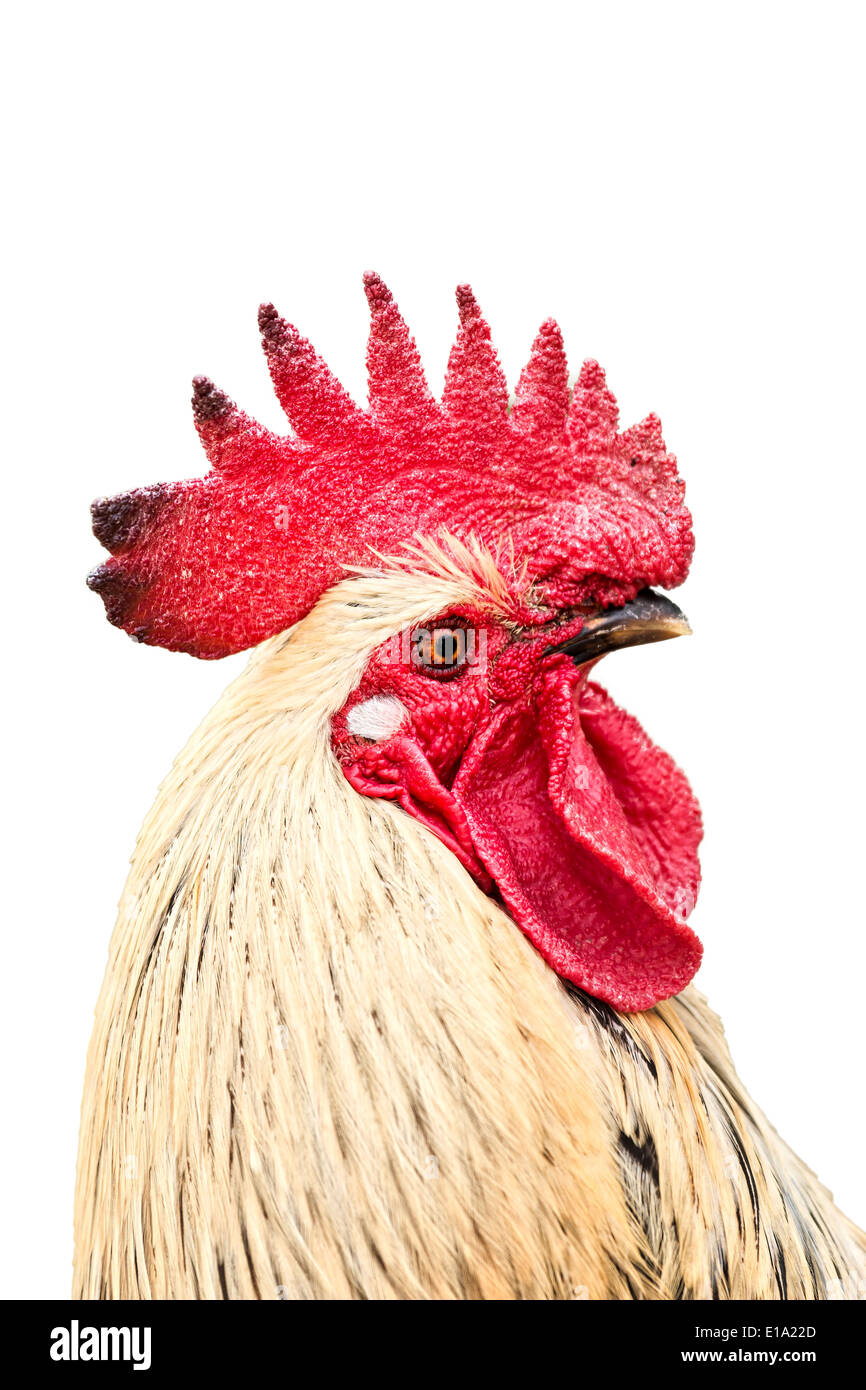 Beautiful cock in a white background Stock Photo - Alamy