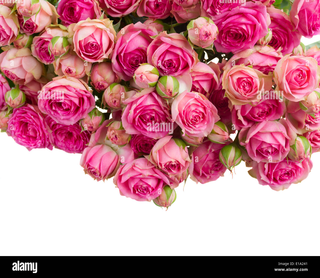 border of fresh pink roses Stock Photo - Alamy