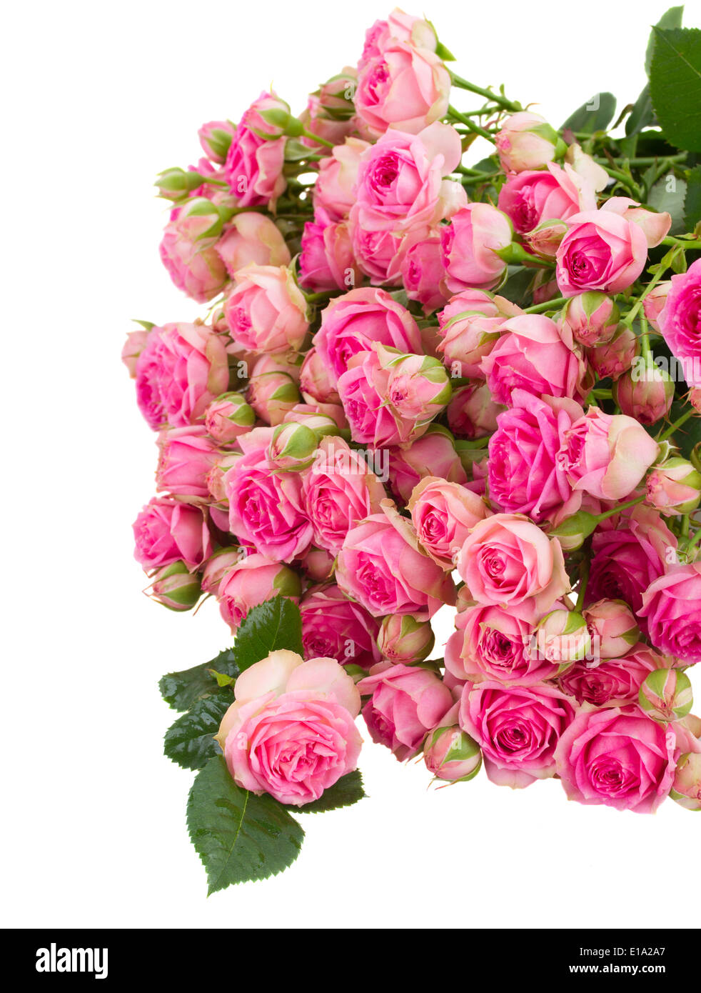 pile of fresh pink roses Stock Photo - Alamy