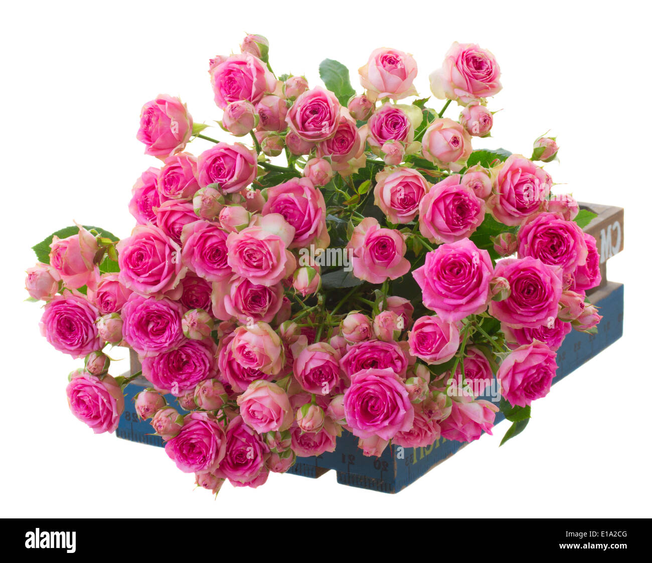 Heap fresh pink roses hi-res stock photography and images - Alamy