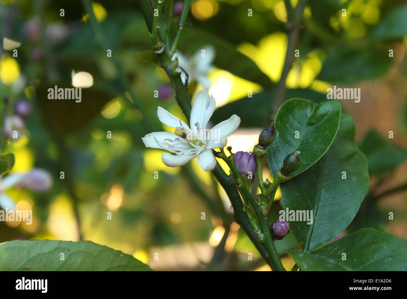 Lemon tree blossom hi-res stock photography and images - Alamy