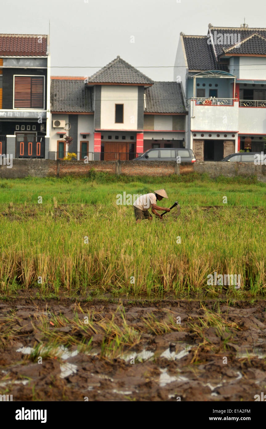 May 28, 2014 - SOLO, CENTRAL JAVA, INDONESIA - May 28 : A paddy farmer ...