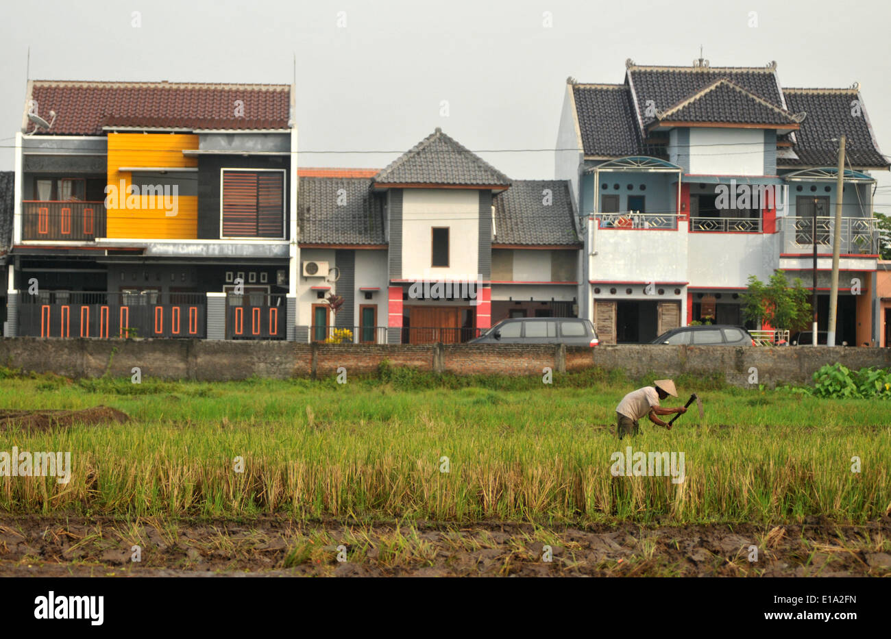 May 28, 2014 - SOLO, CENTRAL JAVA, INDONESIA - May 28 : A paddy farmer ...
