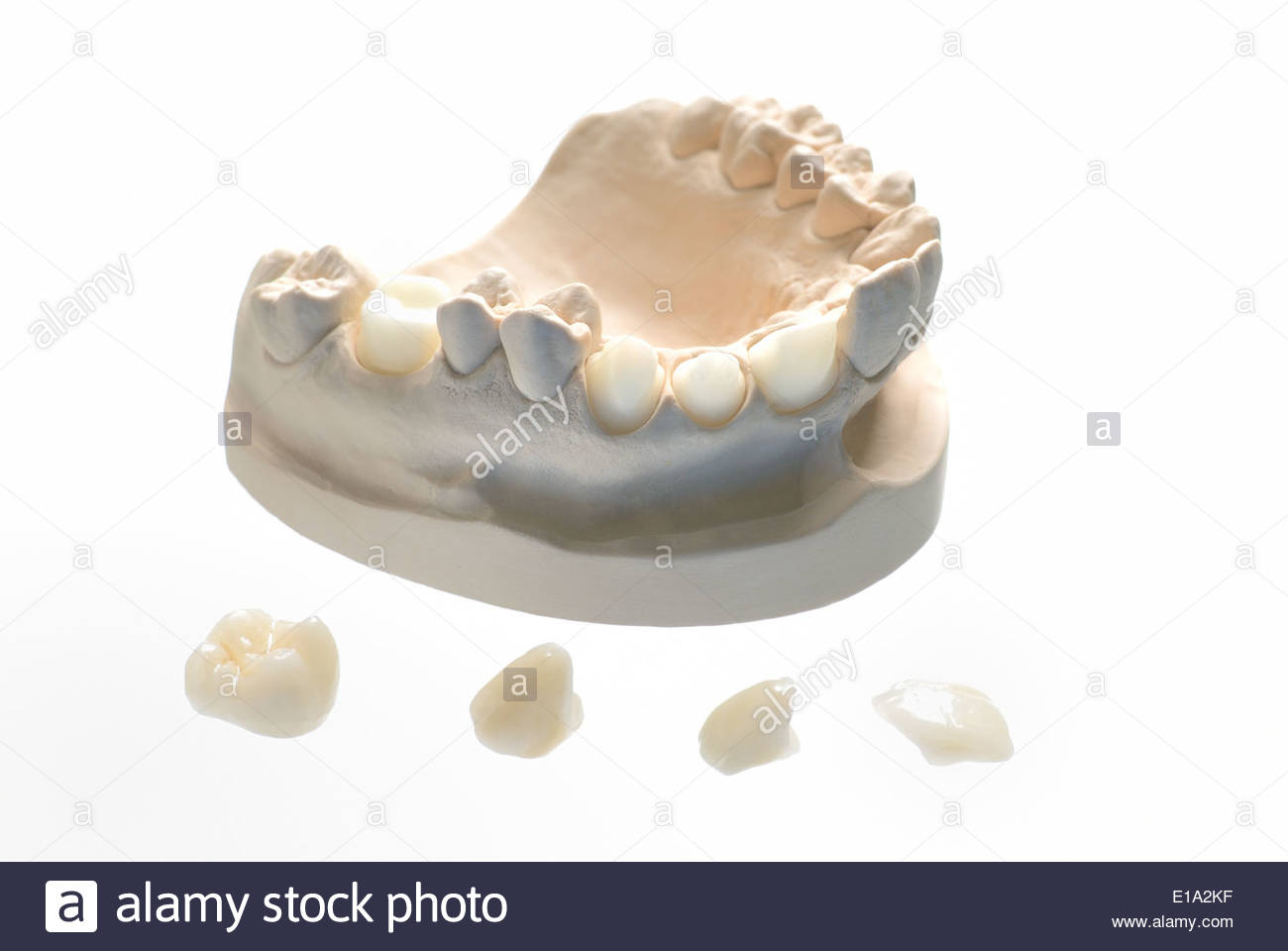 Molars Cut Out Stock Images & Pictures - Alamy
