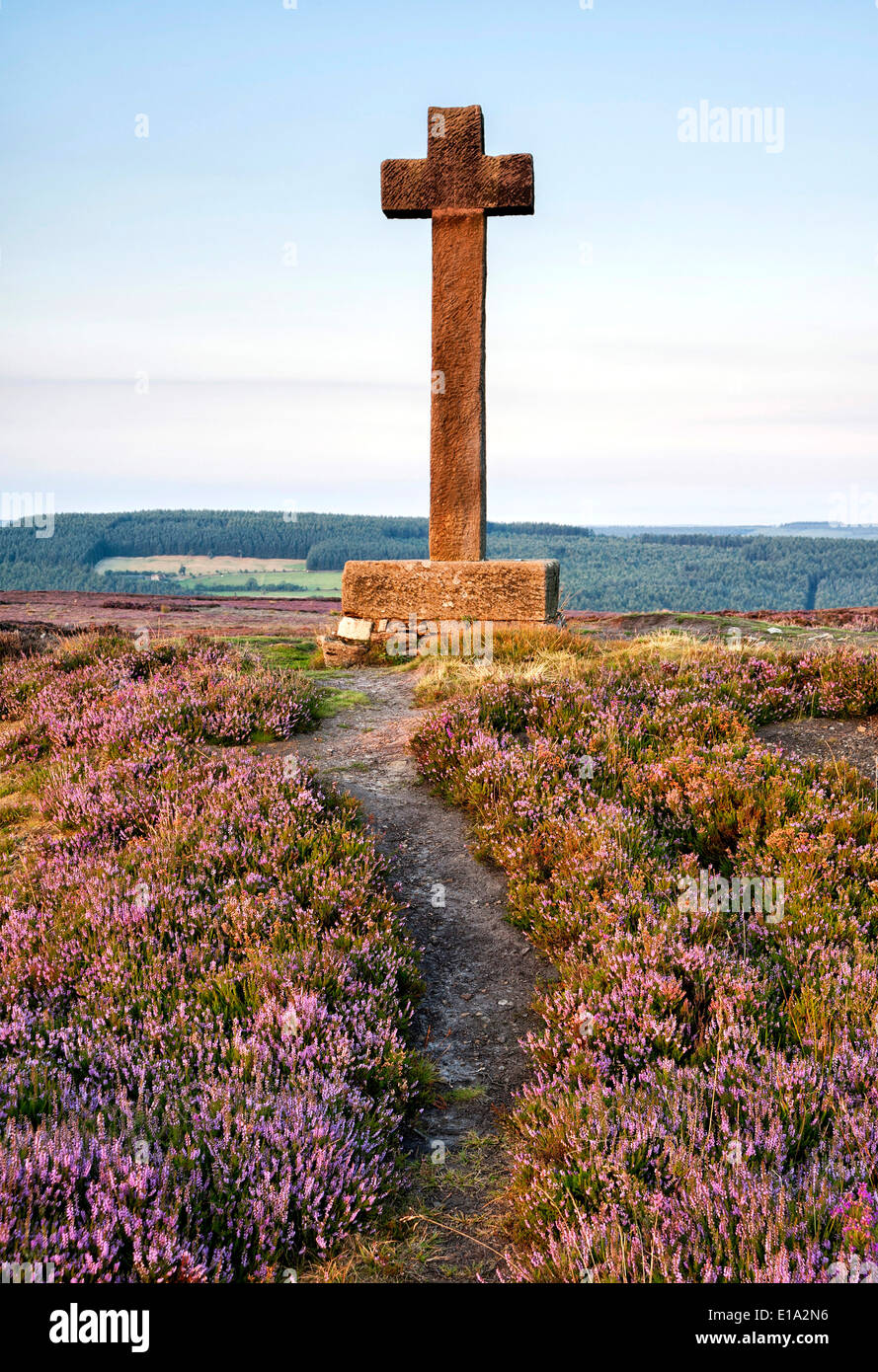 Late evening light on the heather at Ana Cross, near Rosedale Stock ...