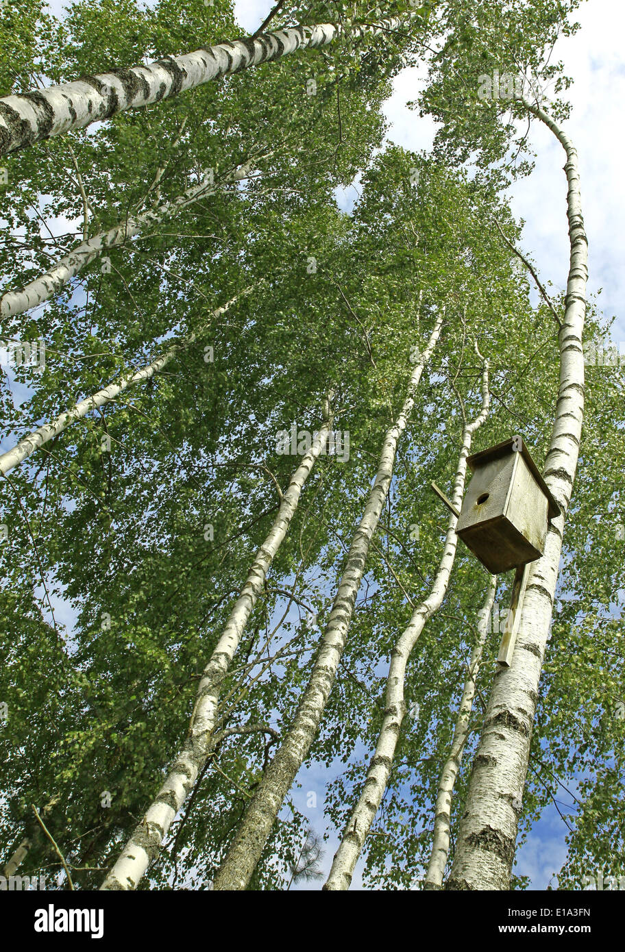 Wooden nesting box hanging on the birch tree Stock Photo - Alamy