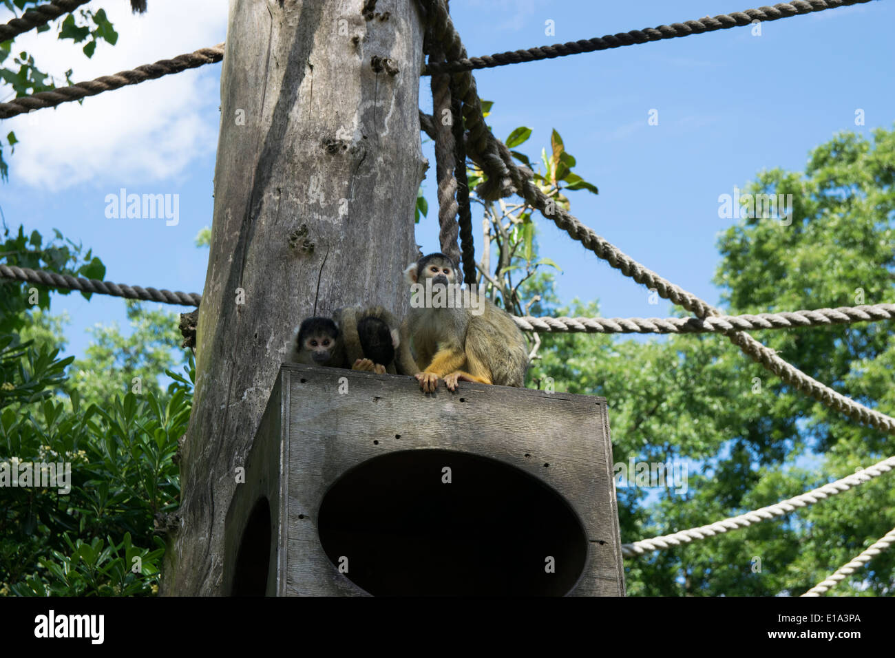 Monkeys Sitting together at London Zoo Stock Photo - Alamy