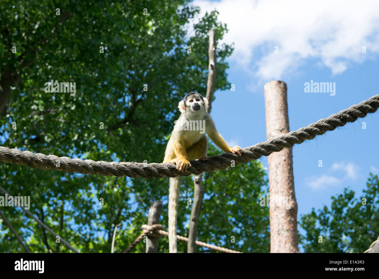 Monkey at London Zoo Stock Photo - Alamy