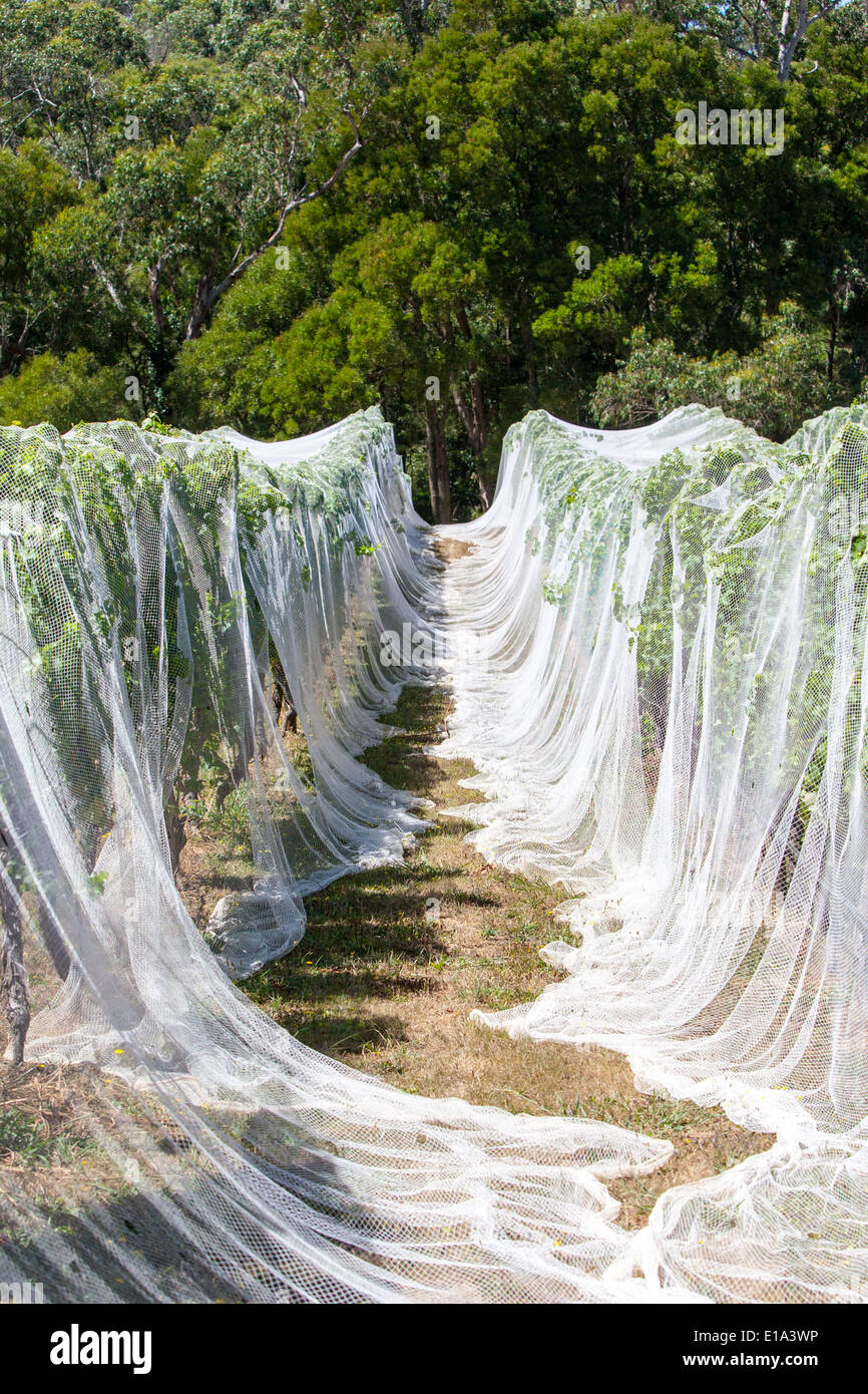 Vine netting hi-res stock photography and images - Alamy