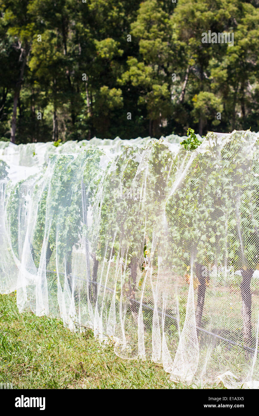 Vine netting hi-res stock photography and images - Alamy