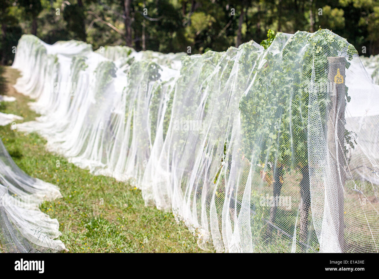 Young vines under netting in the Mornington Peninsula, Victoria ...