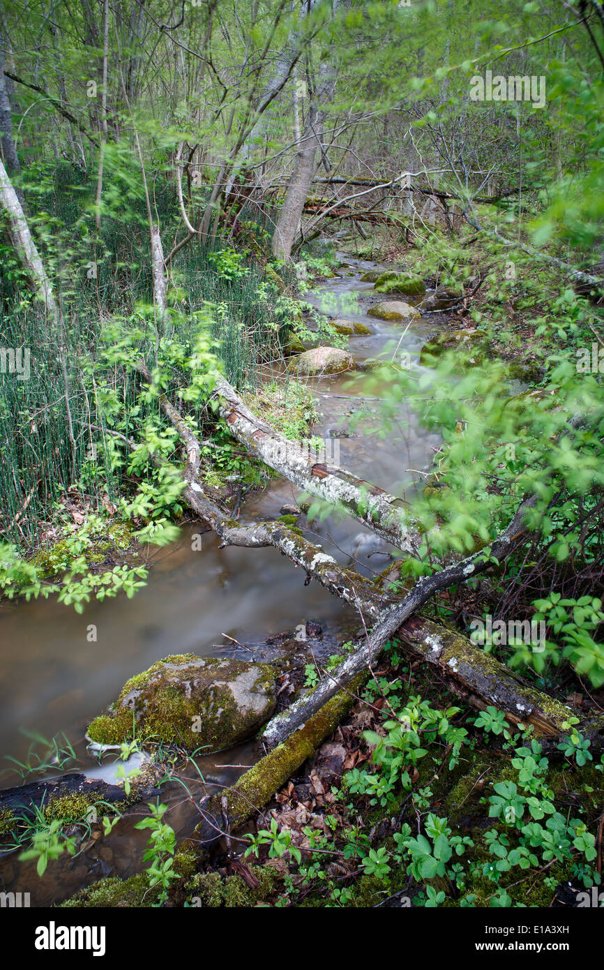Small river in wild forest Stock Photo - Alamy