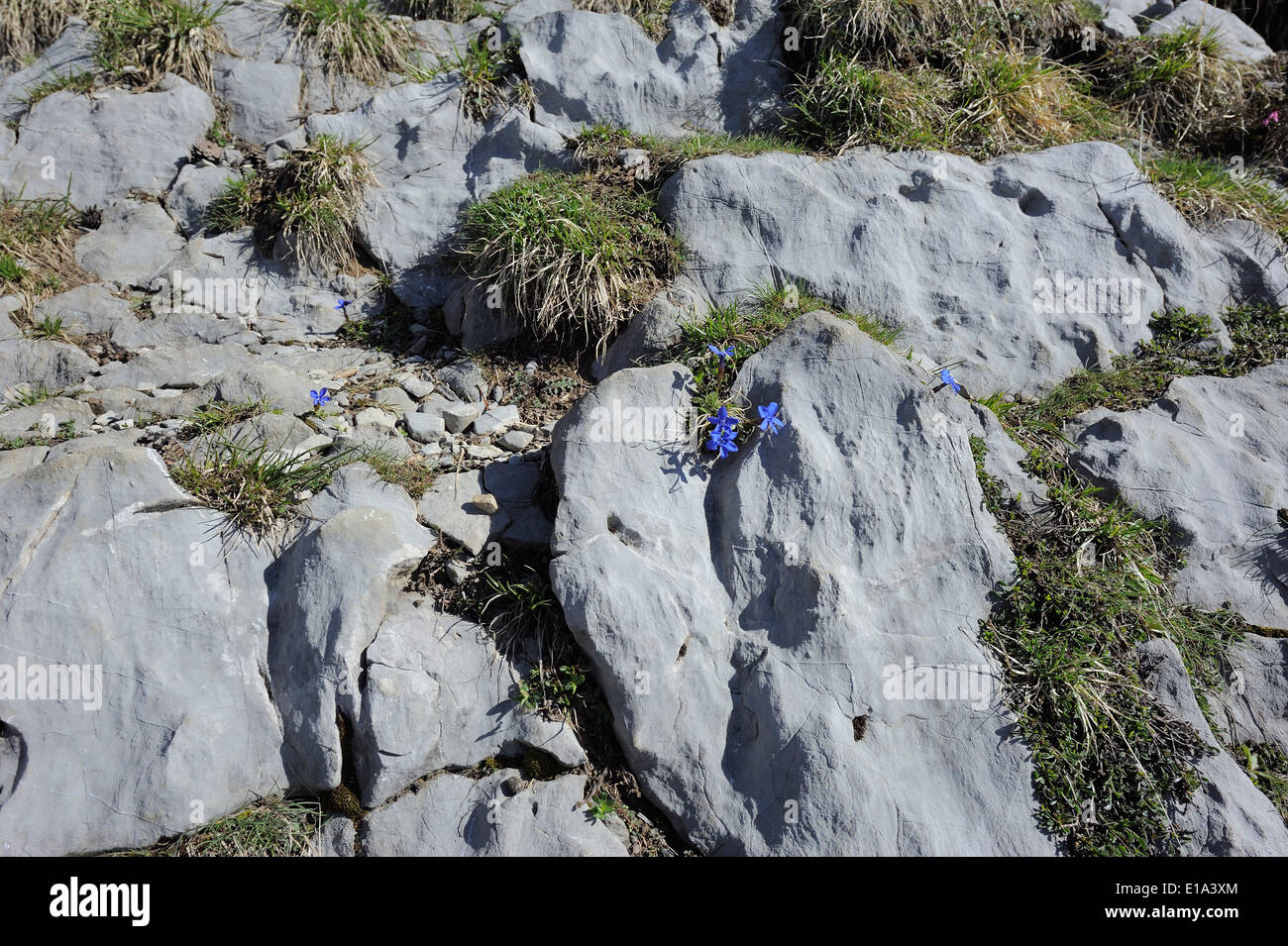 blue Alpine flower Gentiana on rocks Stock Photo - Alamy
