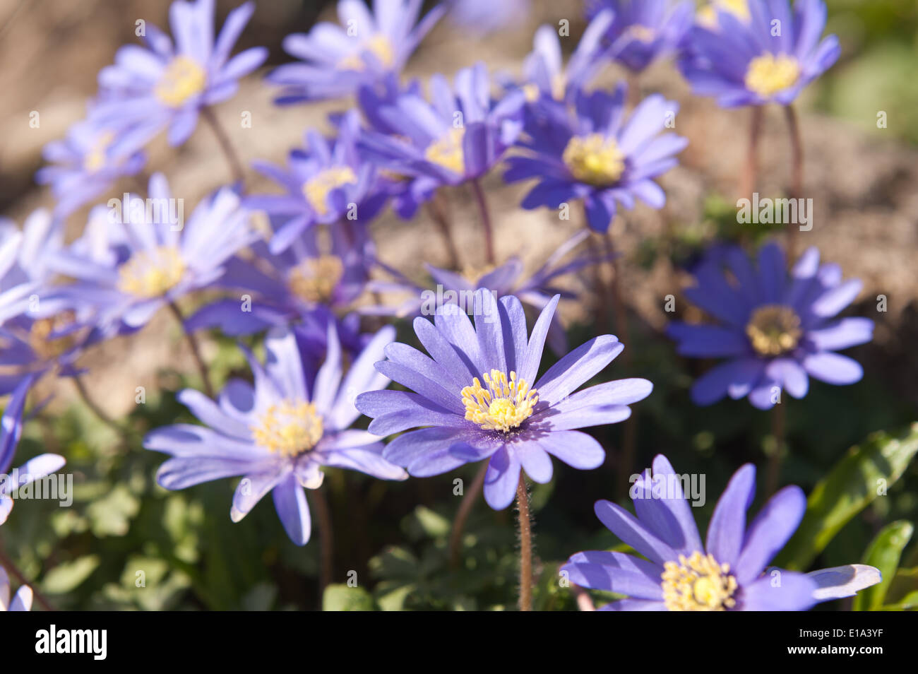 Delicate violet blue flowers grows beautifully in spring sunshine Stock ...