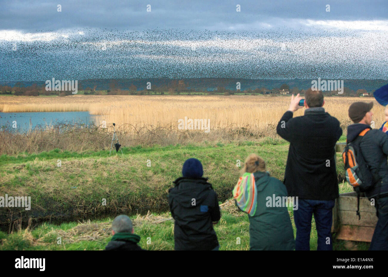 Starlings forming murmurations just before roosting at sun set at RSPB ...