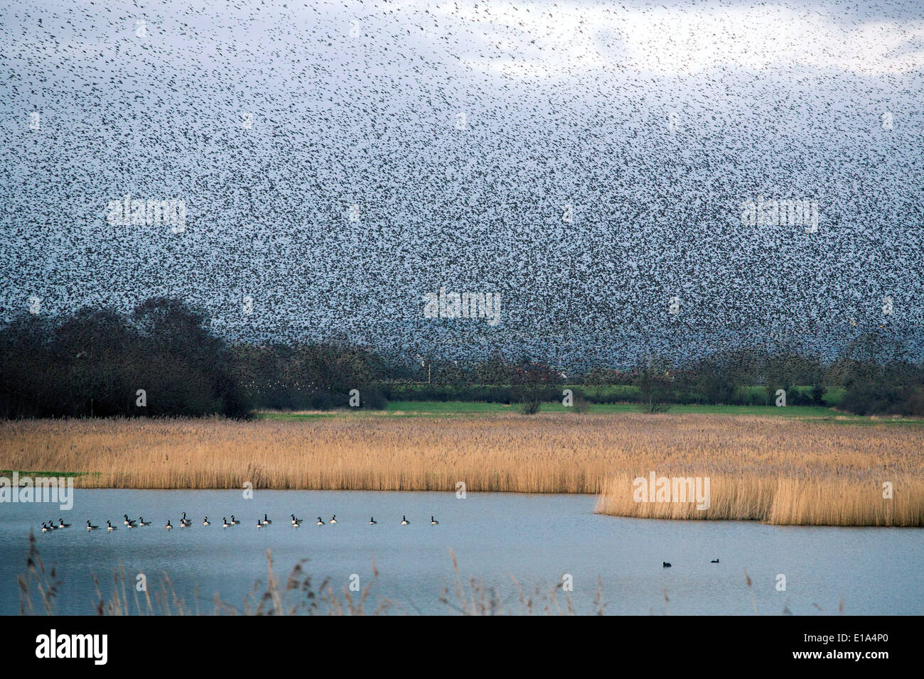 Starlings forming murmurations just before roosting at sun set at RSPB ...