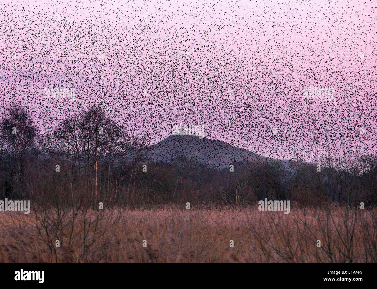 Starlings forming murmurations just before roosting at sun set at RSPB ...