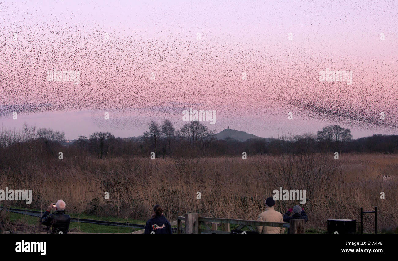 Ham wall starlings somerset hi-res stock photography and images - Alamy