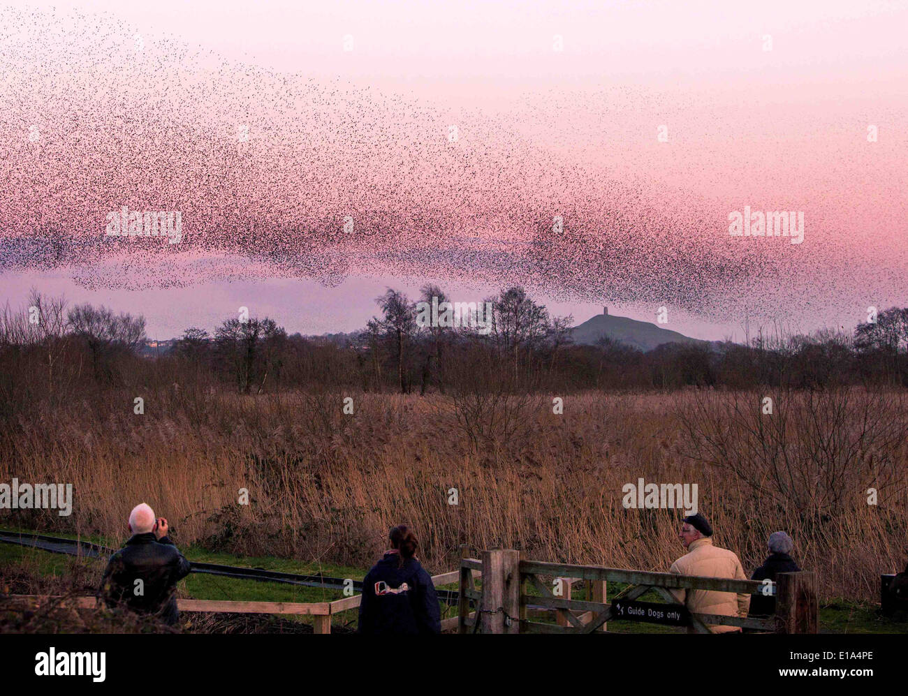 Starlings forming murmurations just before roosting at sun set at RSPB ...