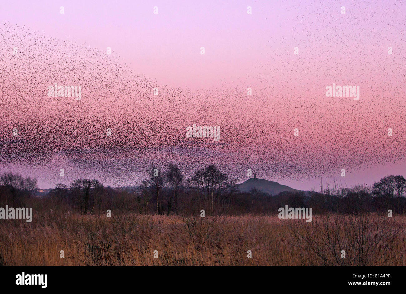 Ham wall starlings somerset hi-res stock photography and images - Alamy