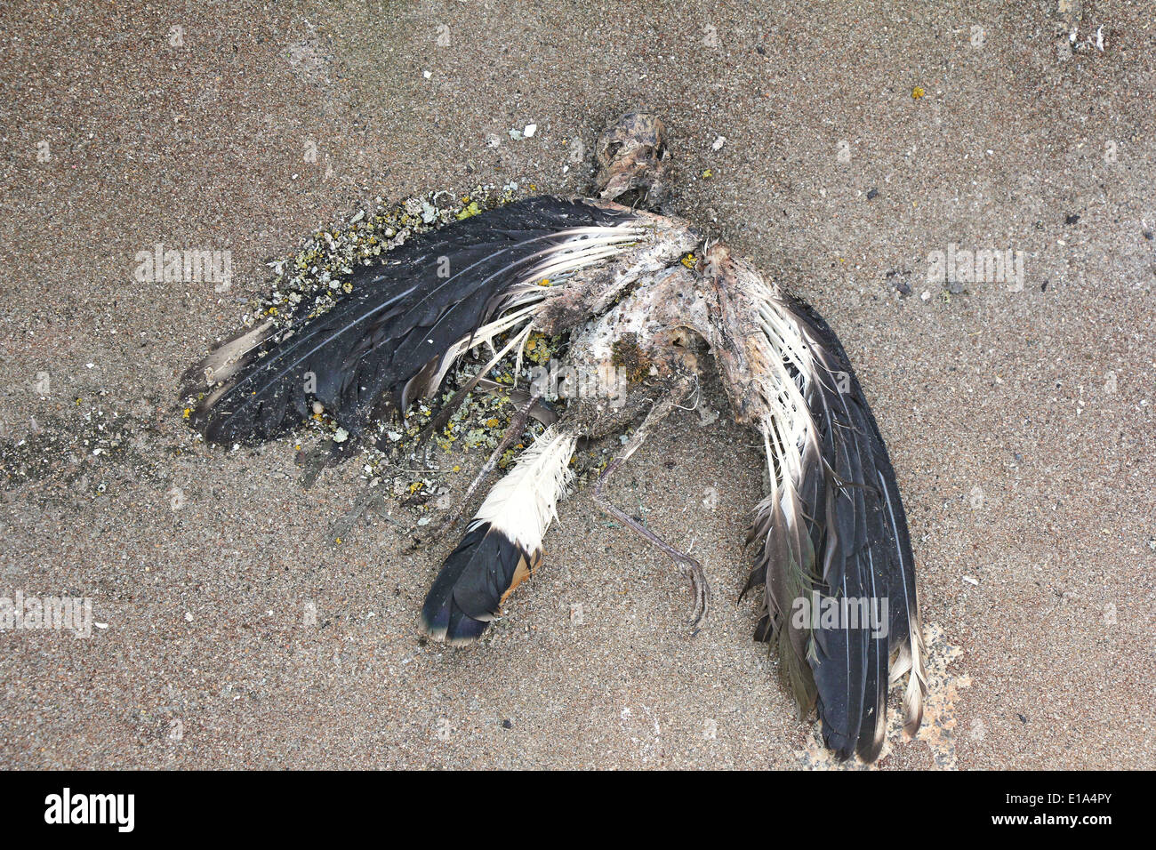 Decomposition Stock Photos & Decomposition Stock Images - Alamy