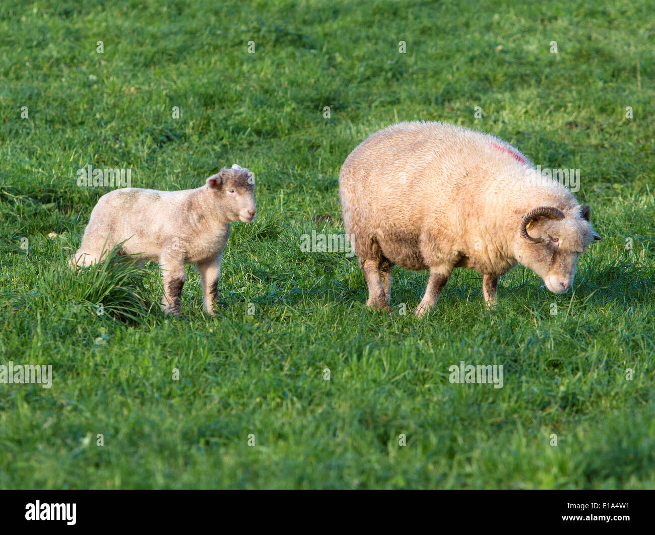 Sheep with their new born lambs grazing in the fields Stock Photo - Alamy