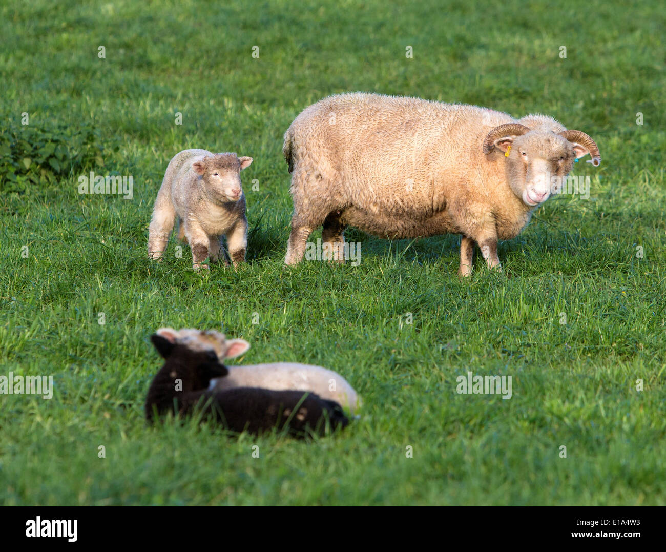Sheep with their new born lambs grazing in the fields Stock Photo - Alamy