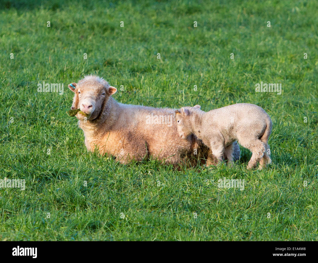 Sheep with their new born lambs grazing in the fields Stock Photo - Alamy