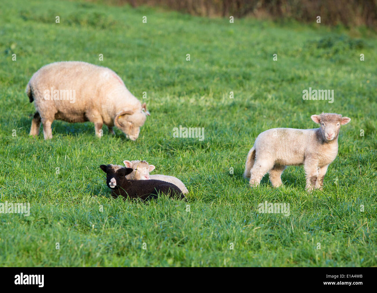 Sheep with their new born lambs grazing in the fields Stock Photo - Alamy