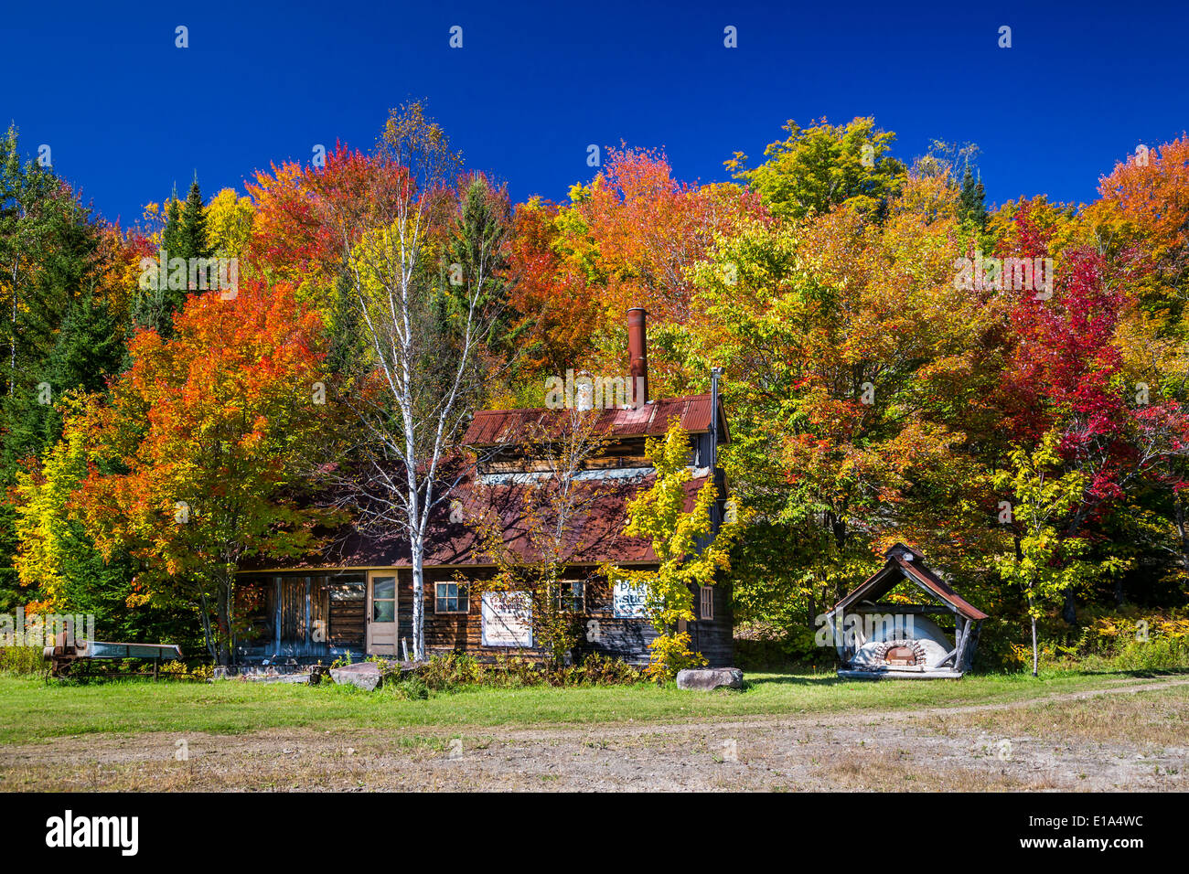 Sugar maple forest hi-res stock photography and images - Alamy