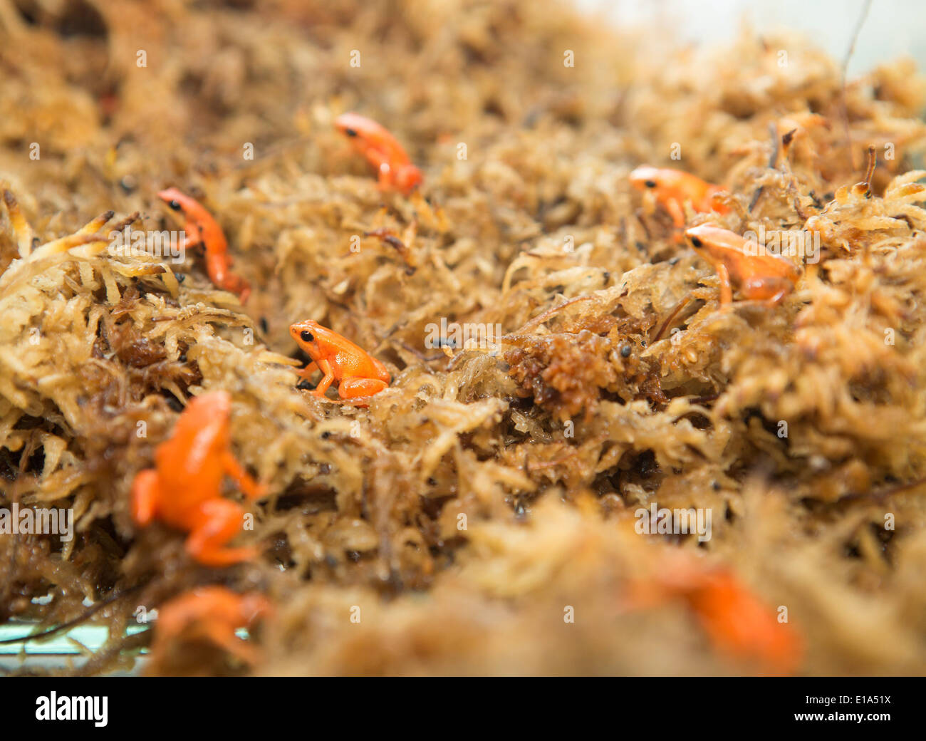 Golden Mantella frogs Stock Photo - Alamy